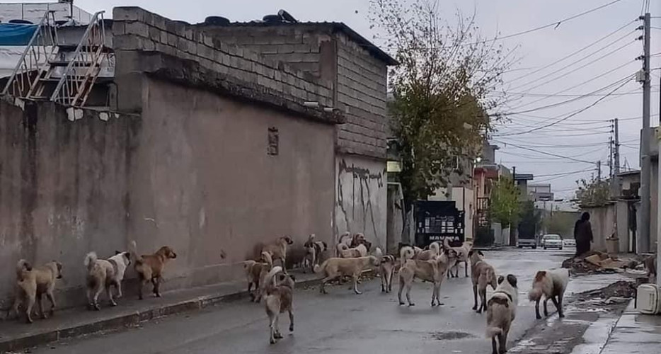 Prosecutor calls for stray dog extermination; divided reactions in ...